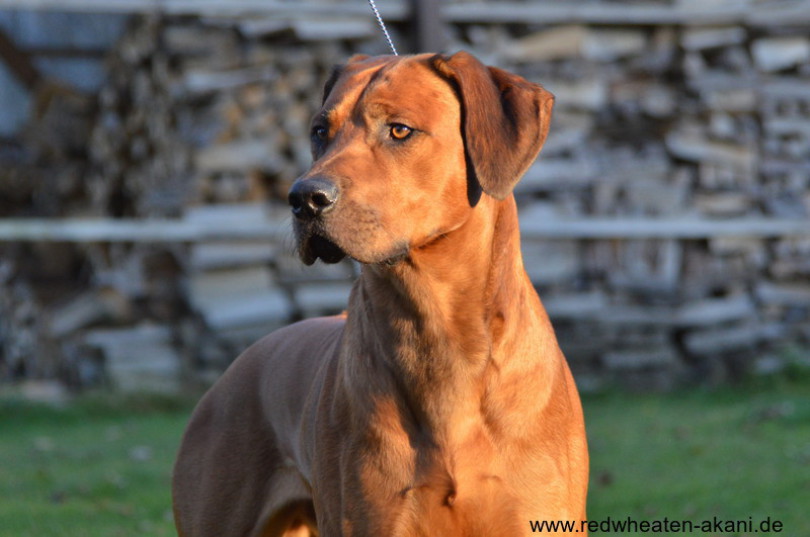 Fotos unserer Rhodesian Ridgebacks Rüden und Hündinnen☆